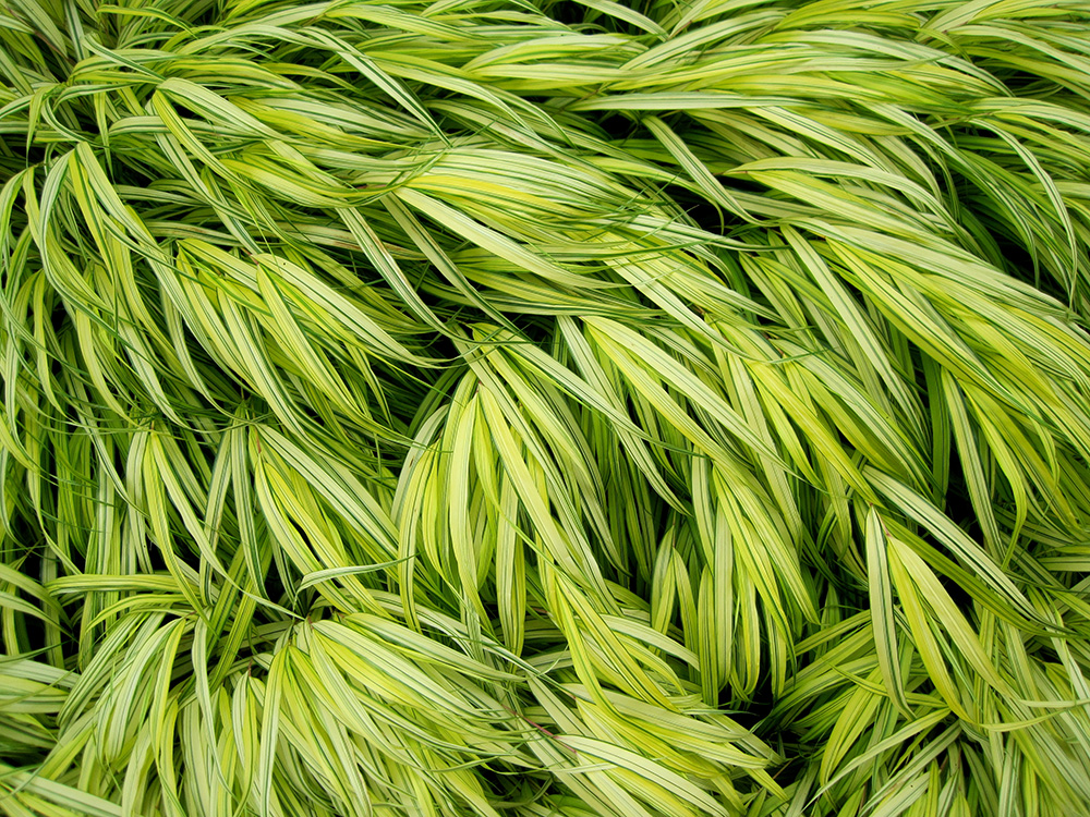 Hakone Grass - A Four Season Stunne — Enchanted Gardens
