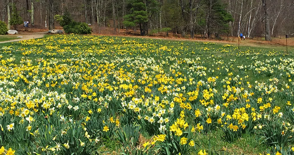 Best Spring Bulb Displays in the Northeast 2022 — Enchanted Gardens