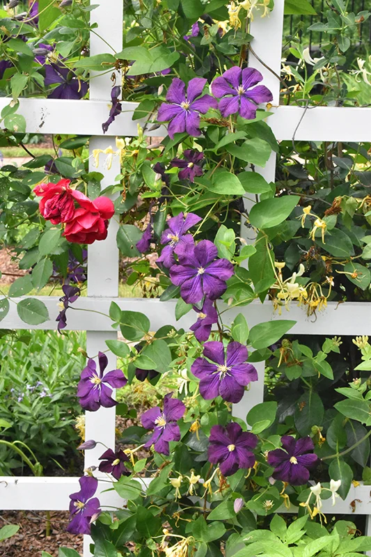 Osborne Homestead Museum: The Home and Garden of an Extraordinary Woma ...