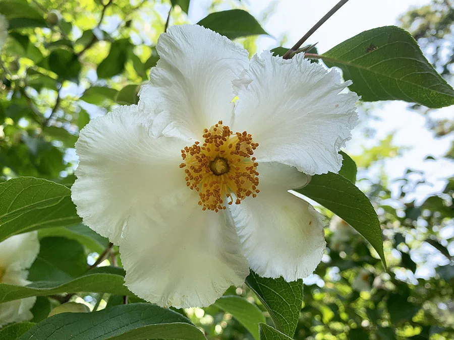 Mytoi: A Serene Island Garden — Enchanted Gardens