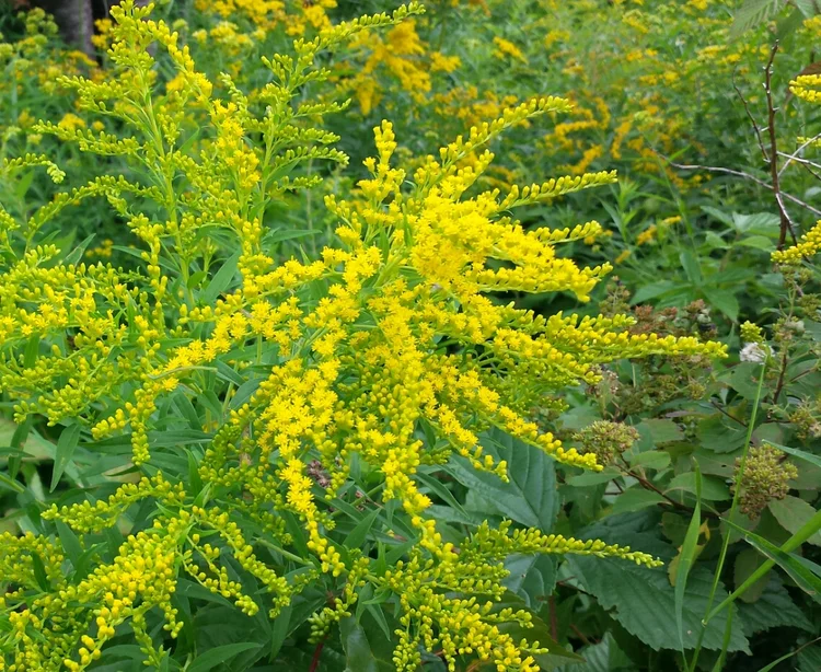 A Walk on the Wild Side — Enchanted Gardens