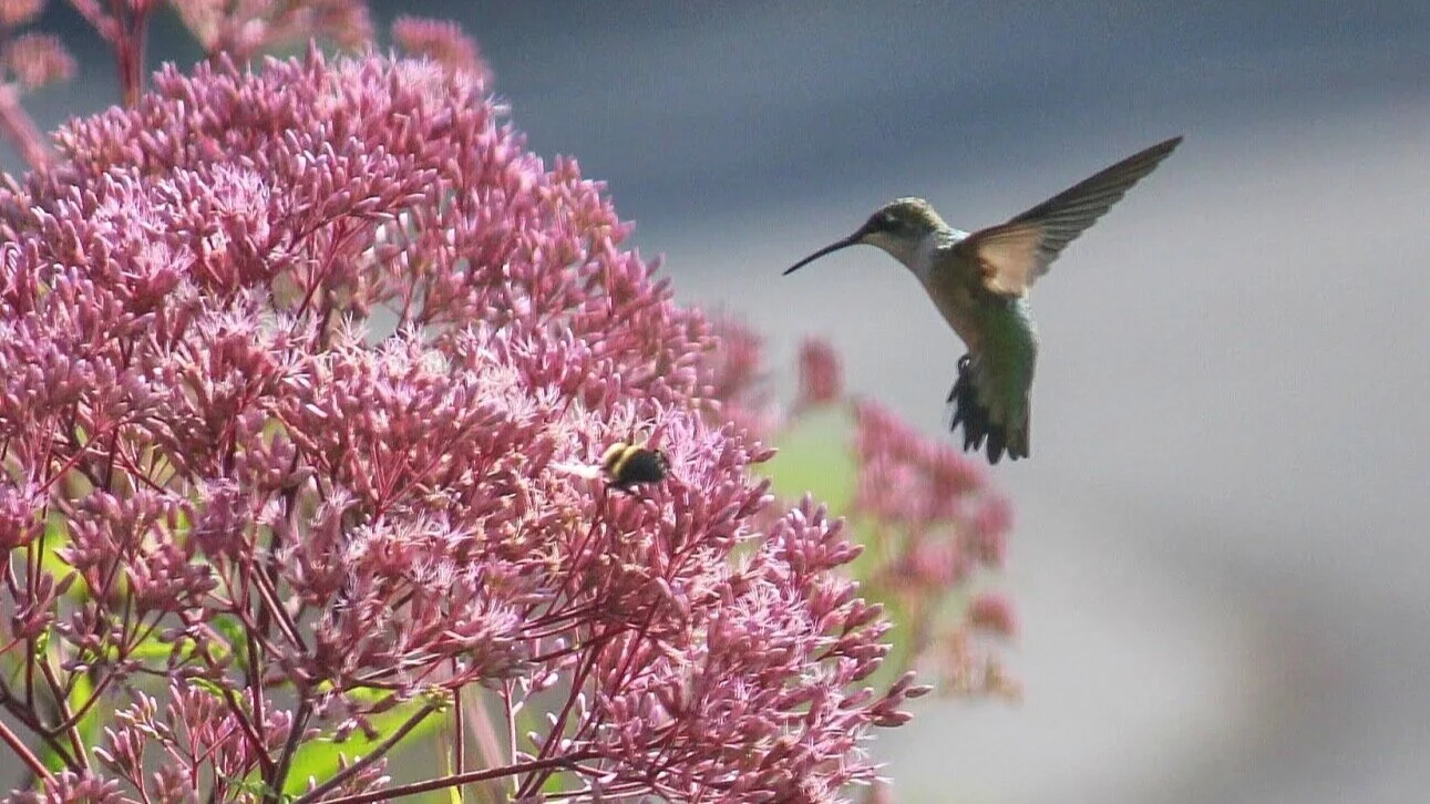Planting Natives for Wildlife — Enchanted Gardens