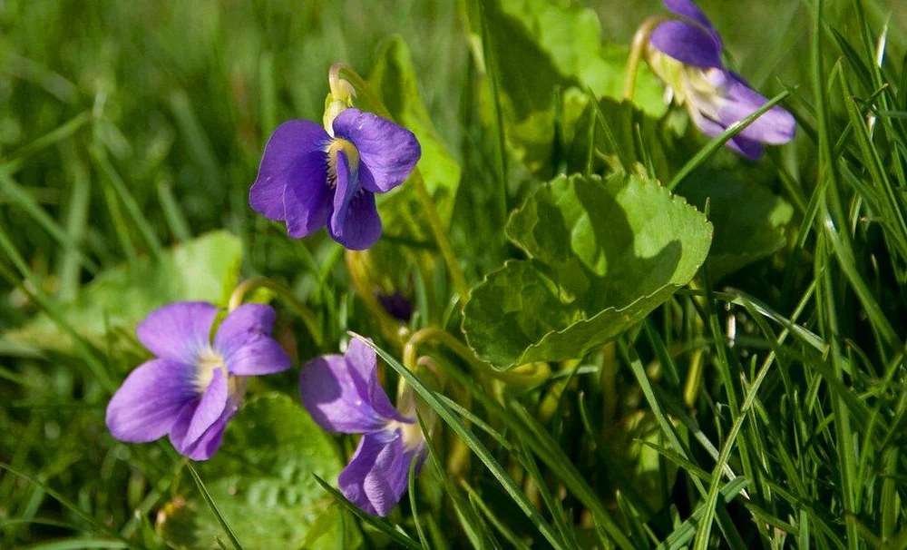 In Defense of Weeds — Enchanted Gardens