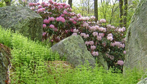 Boulderwoods: A Celebration of Rhododendrons — Enchanted Gardens