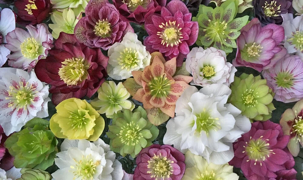 10 Outstanding Mail-Order Nurseries for 2021 — Enchanted Gardens