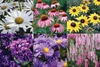 10 Outstanding Mail-Order Nurseries for 2021 — Enchanted Gardens