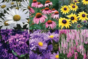 10 Outstanding Mail-Order Nurseries for 2021 — Enchanted Gardens