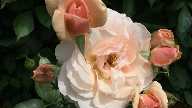 10 Outstanding Mail-Order Nurseries for 2021 — Enchanted Gardens