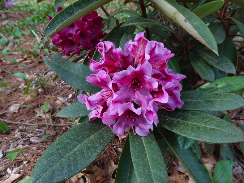 Rhododendrons with Attractive Foliage — Enchanted Gardens