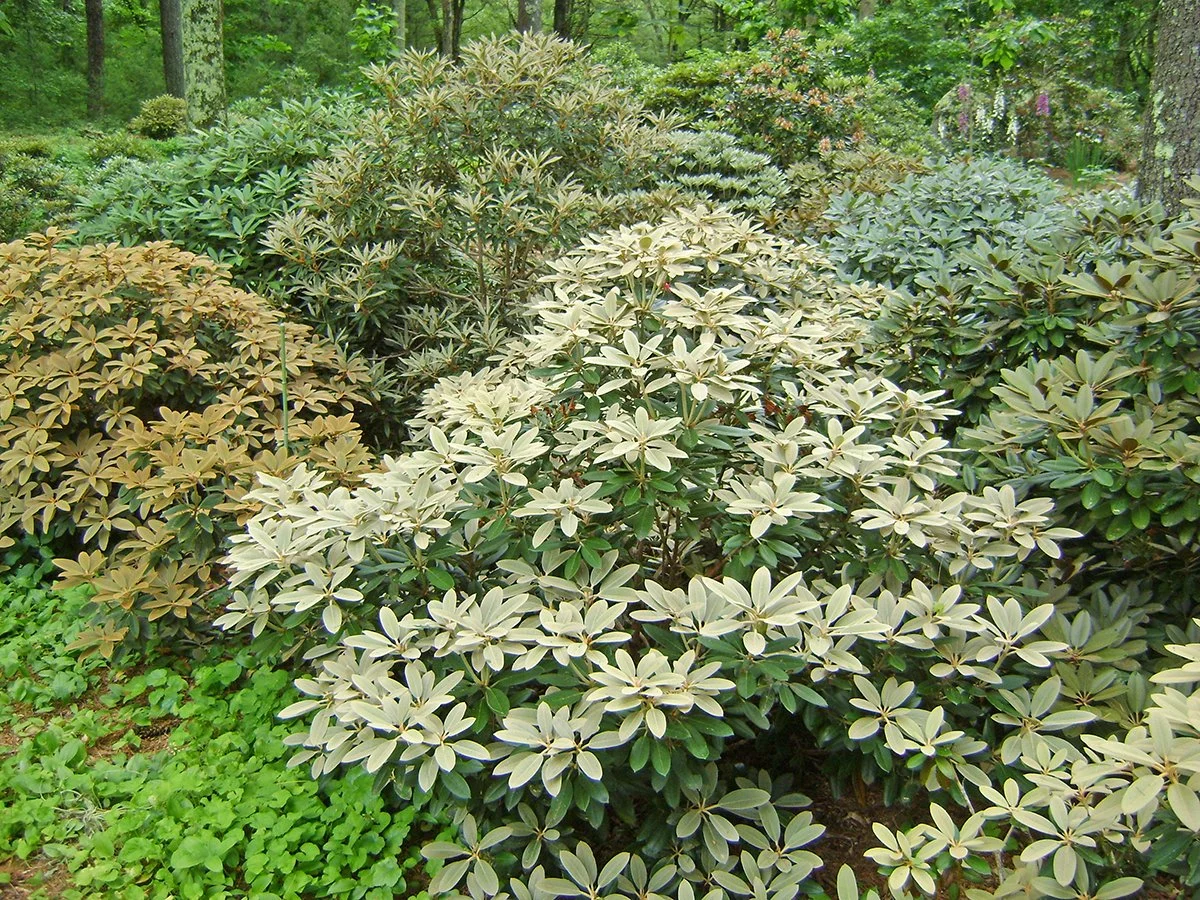 Rhododendrons with Attractive Foliage — Enchanted Gardens