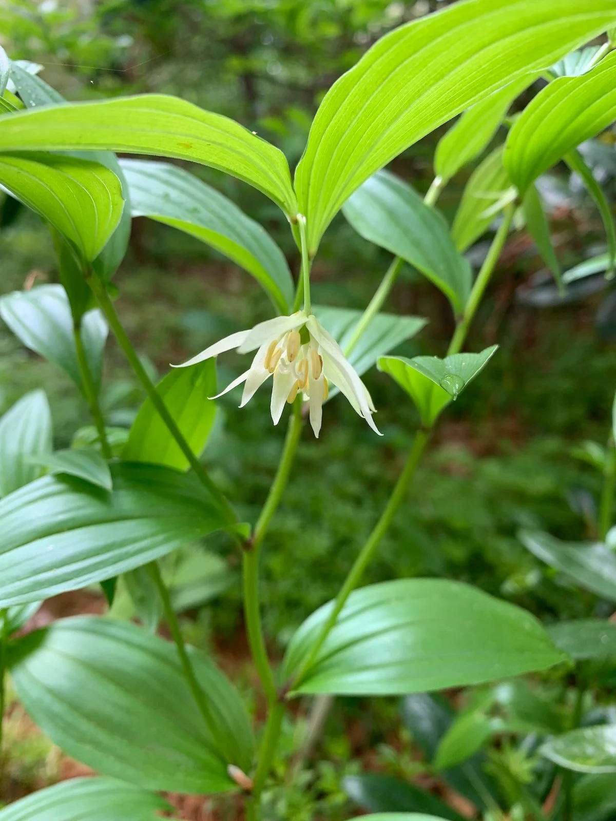 The Clark Garden: Working With the Land | Guildford Cycads