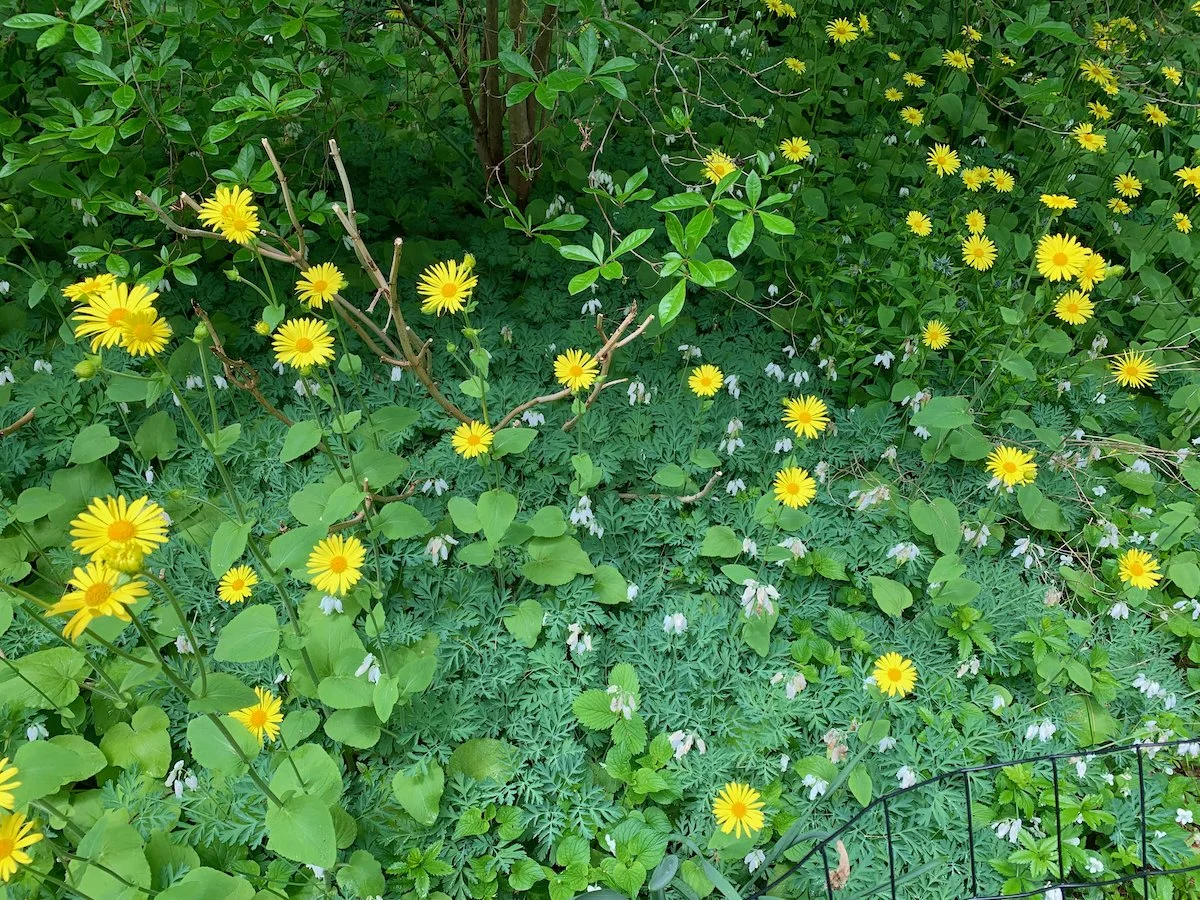 The Clark Garden: Working With the Land | Guildford Cycads