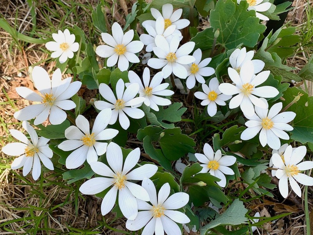 Spring in New England's Garden in the Woods — Enchanted Gardens