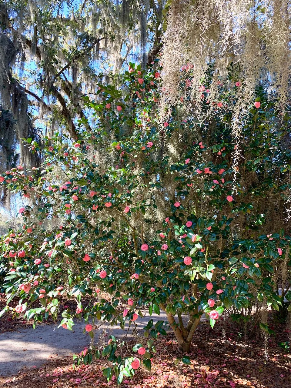 The Historic Gardens of Middleton Place — Enchanted Gardens