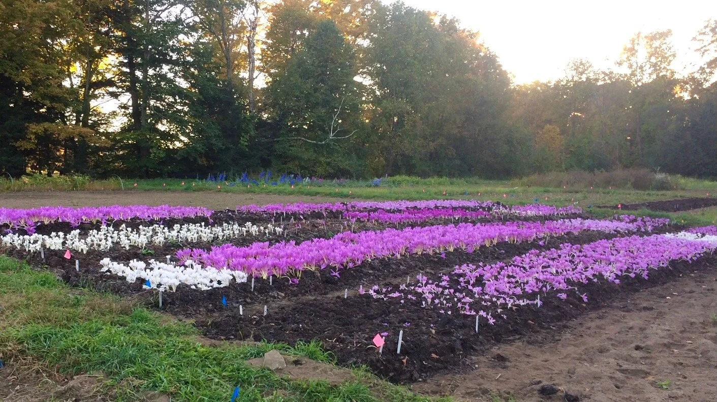 Plant Colchicum Now for Blooms This Fall — Enchanted Gardens