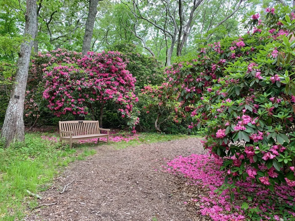 Big Rhodys — Enchanted Gardens