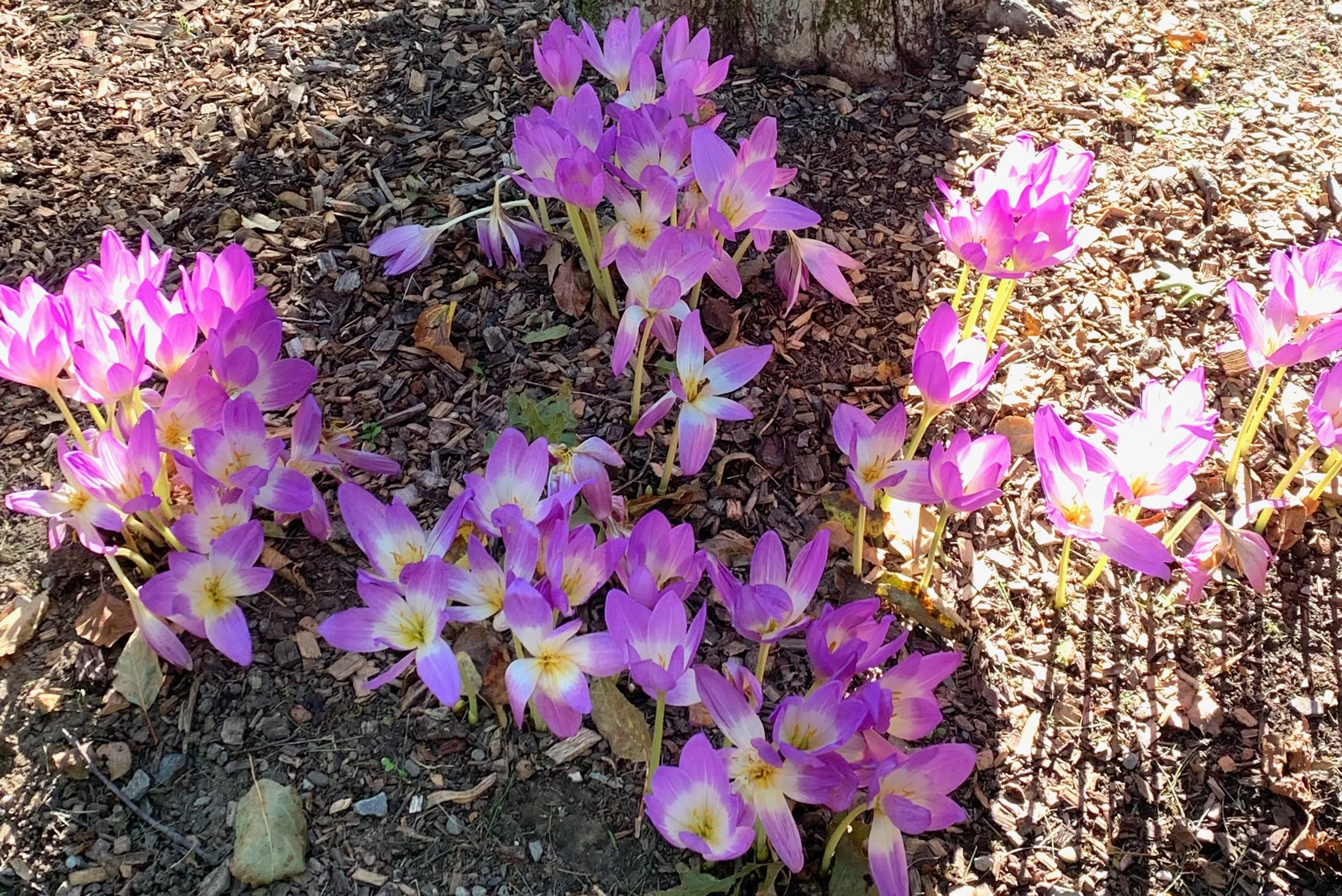 20 Native Plants Definition ToreWasima 20 Native Plants Definition ToreWasima