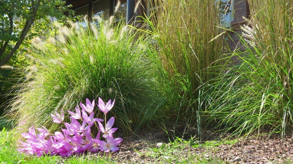 Plant Colchicum Now for Blooms This Fall — Enchanted Gardens