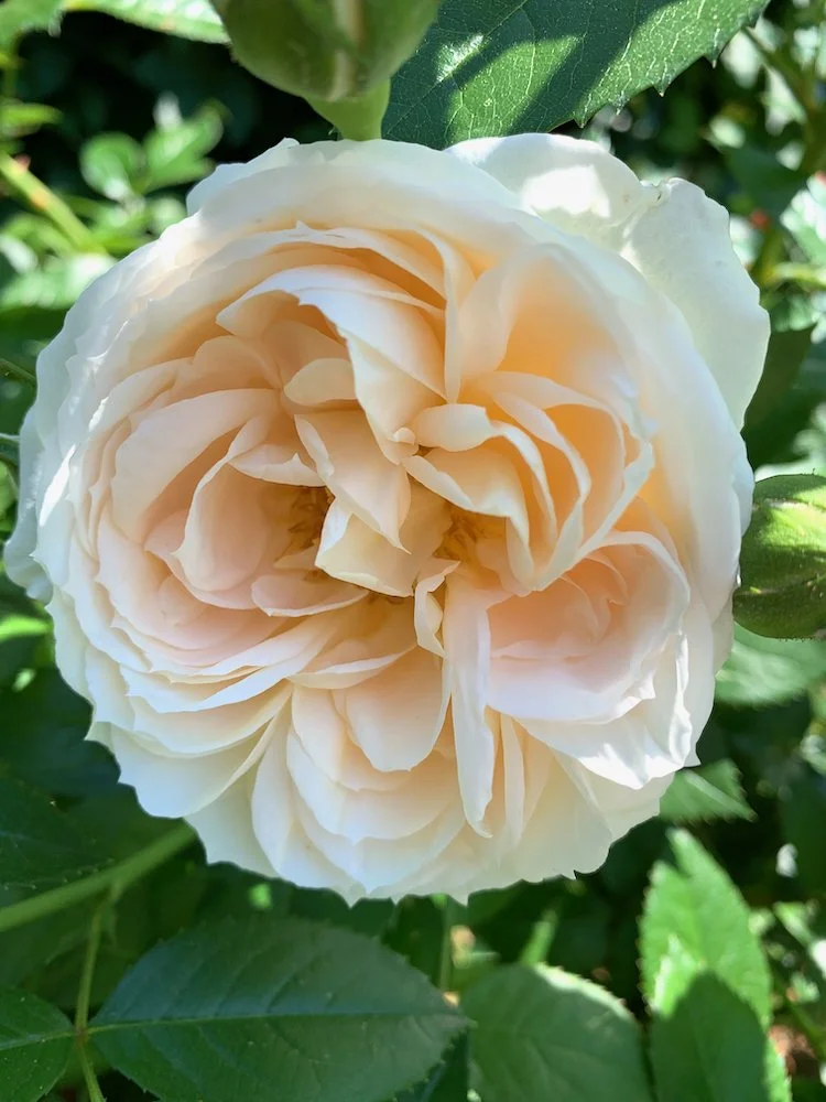 The Quest for the Perfect Rose — Enchanted Gardens