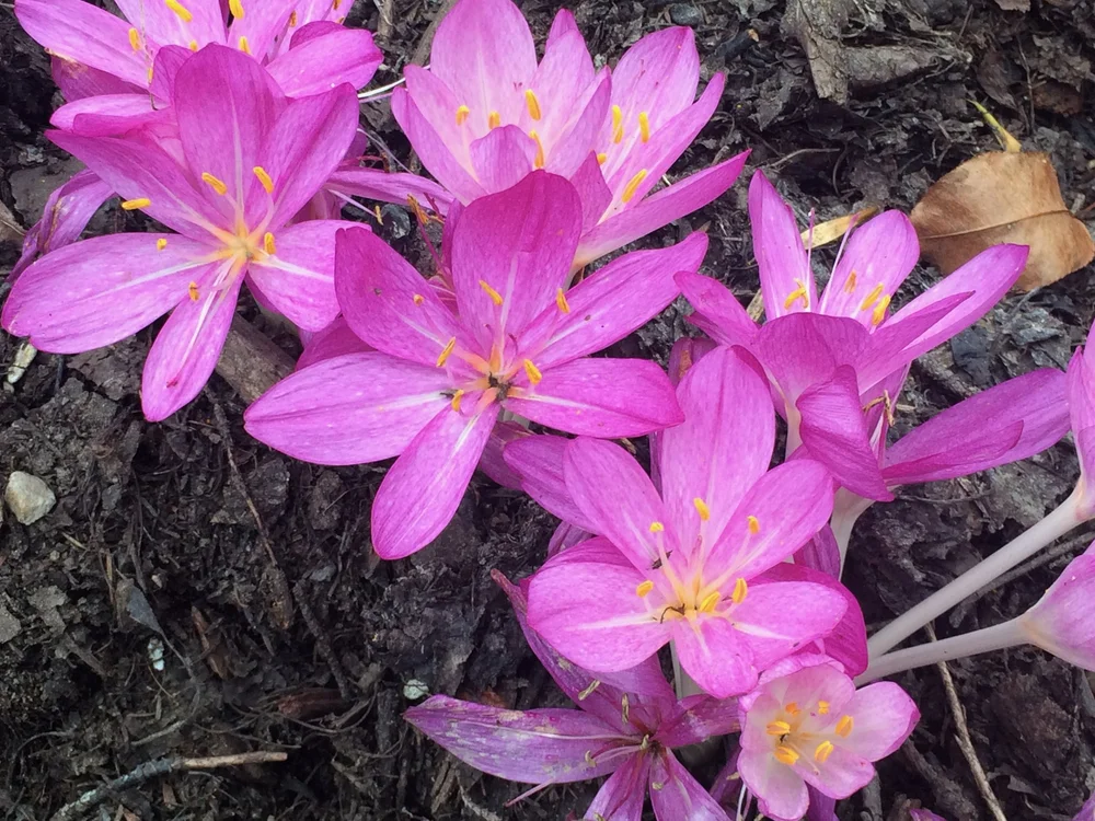 Plant Colchicum Now for Blooms This Fall — Enchanted Gardens