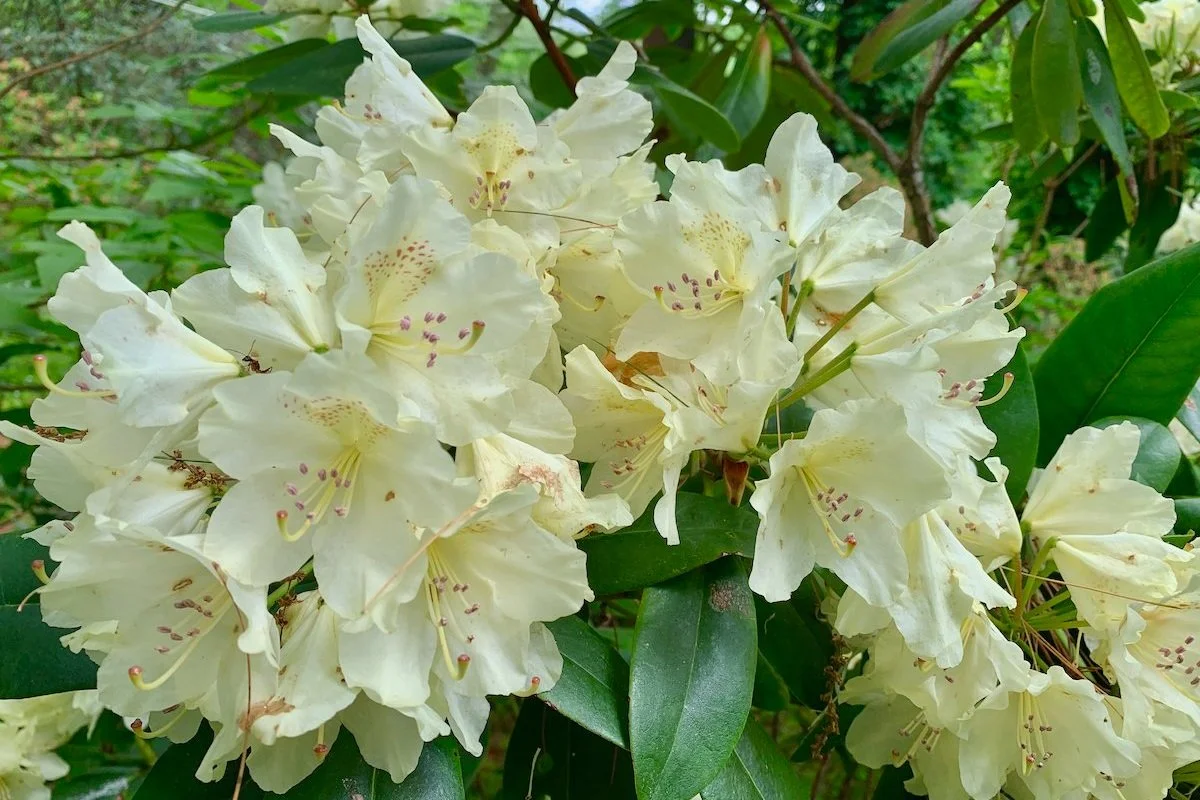 The Clark Garden: Working With the Land | Guildford Cycads