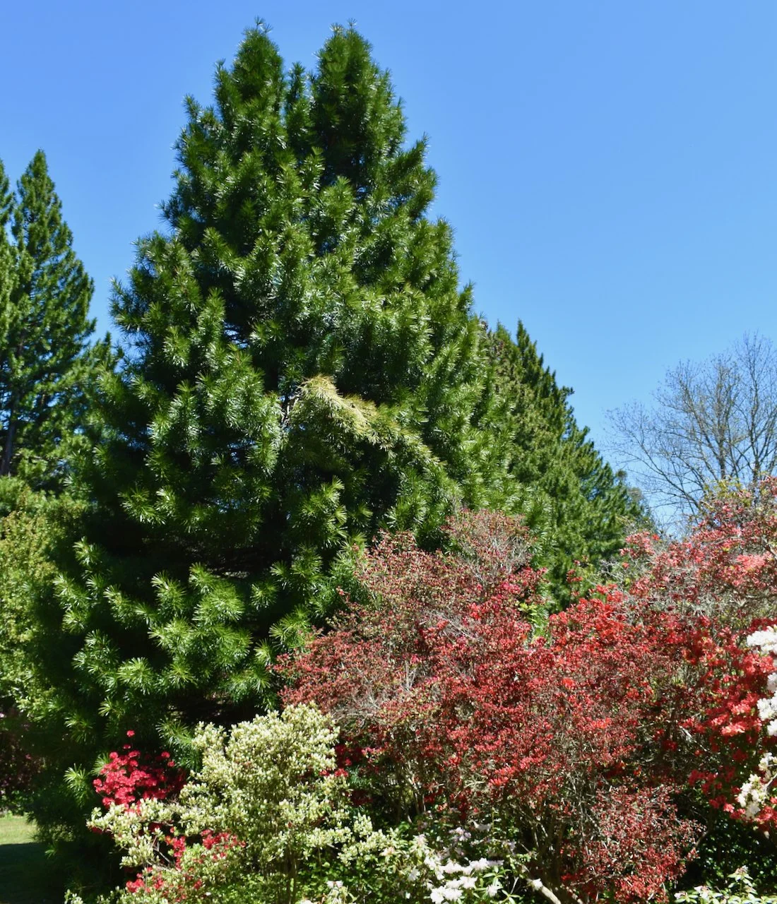 Japanese Umbrella Pine: A Living Fossil for the Winter Garden ...