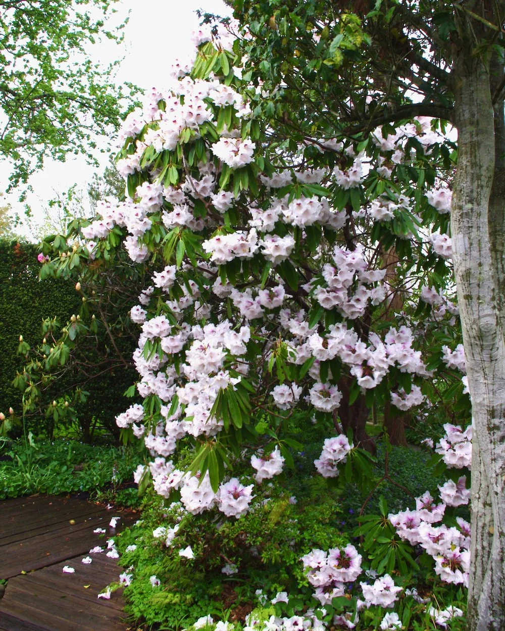 Big Rhodys — Enchanted Gardens