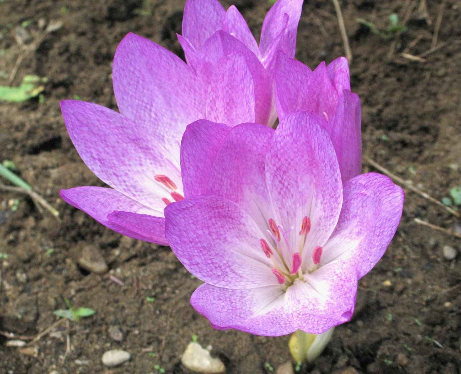 Plant Colchicum Now for Blooms This Fall — Enchanted Gardens