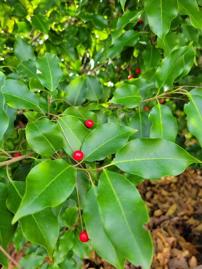 The Longstalk Holly — Enchanted Gardens