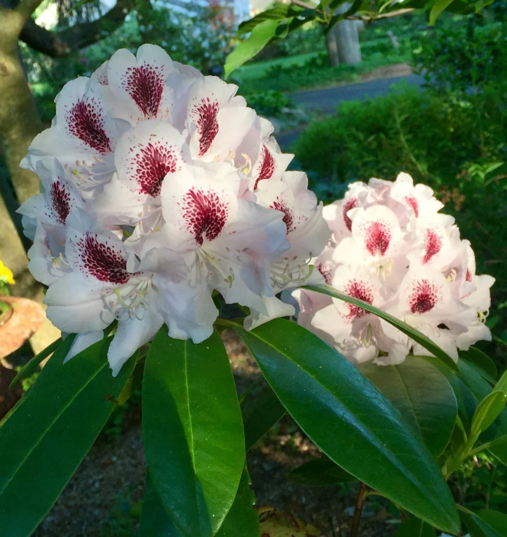 Briggs Flowers North Attleboro Ma | Best Flower Site