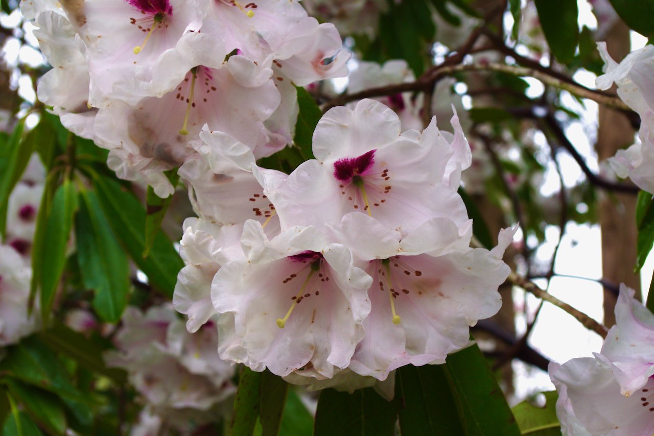 Big Rhodys — Enchanted Gardens