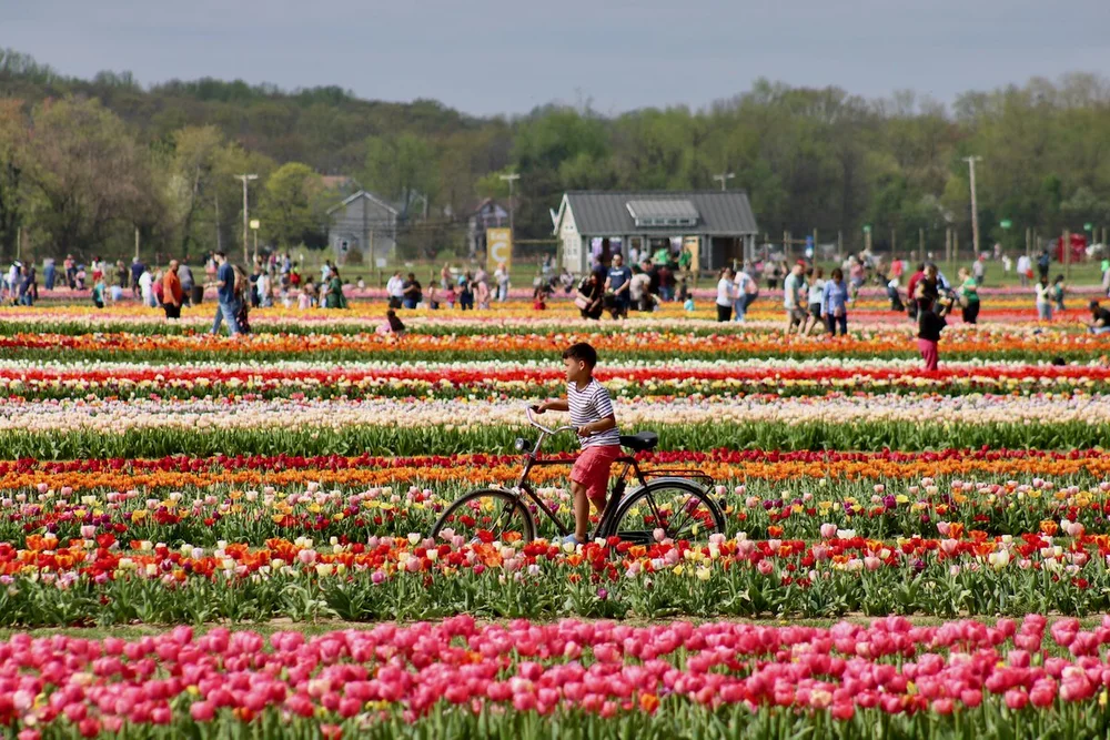 Best Spring Bulb Displays in the Northeast — Enchanted Gardens