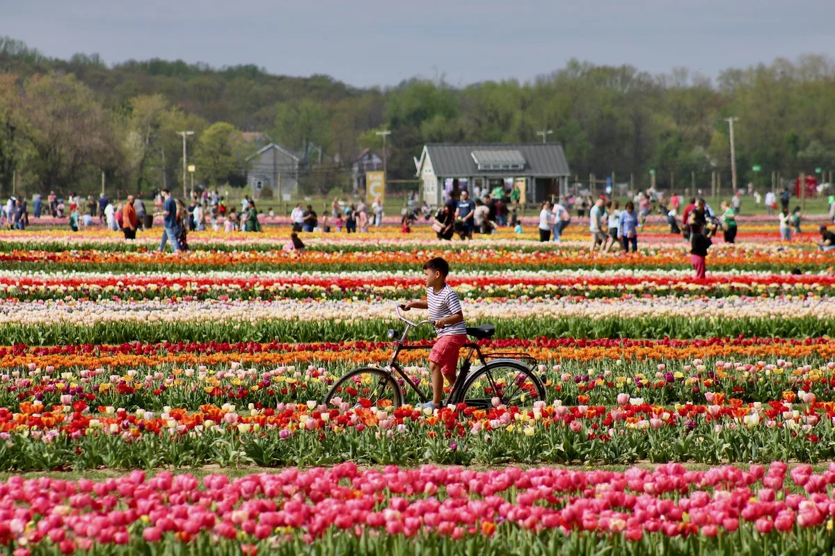 Best Spring Bulb Displays in the Northeast — Enchanted Gardens