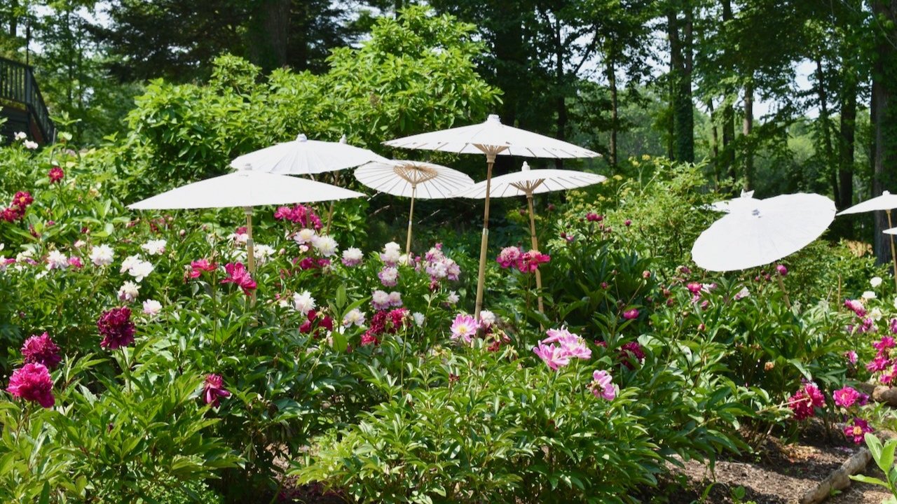 Prepping your Peonies for Spring — Enchanted Gardens