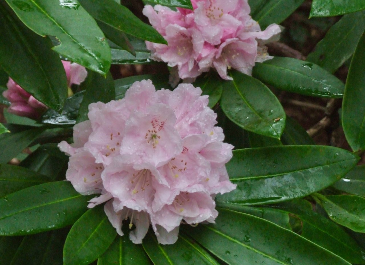 Big Rhodys — Enchanted Gardens