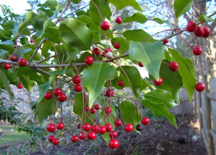 The Longstalk Holly — Enchanted Gardens