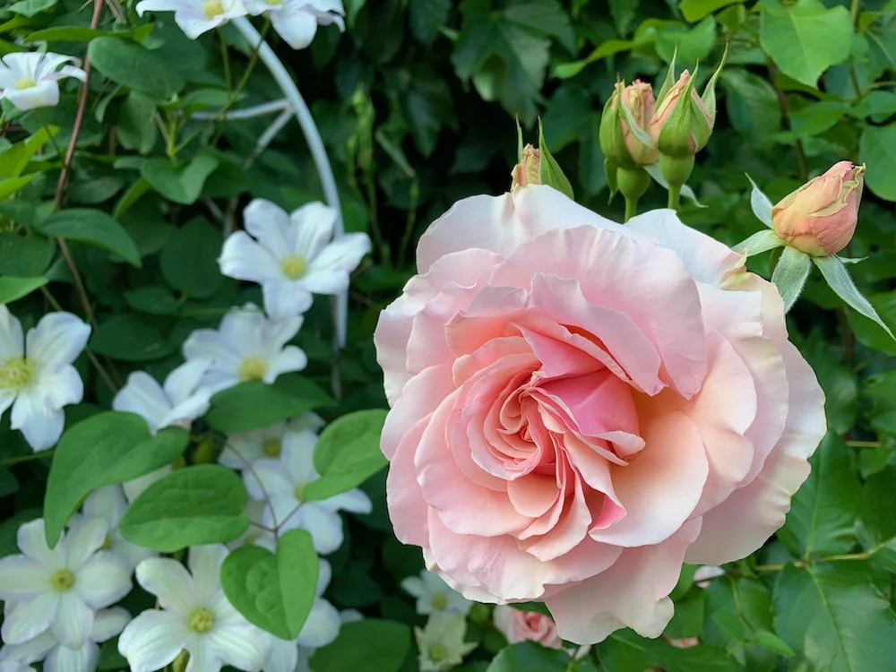 The Quest for the Perfect Rose — Enchanted Gardens