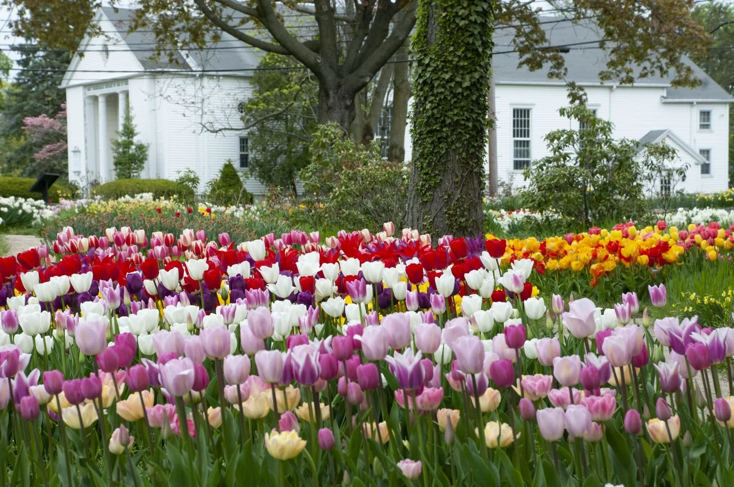 Best Spring Bulb Displays in the Northeast — Enchanted Gardens