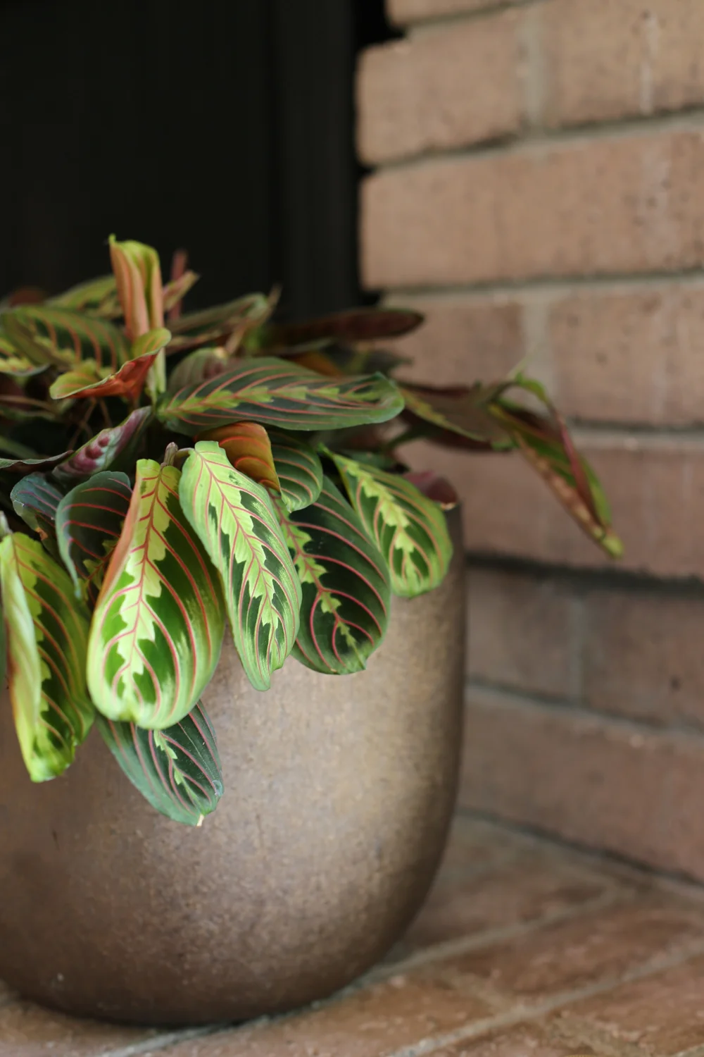 Botanical Inspiration: Fancy Foliage — COCOON HOME