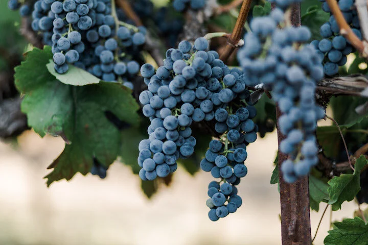 Volcanic Wine | Volcanic Terrior in the Anderson Valley | Sutro