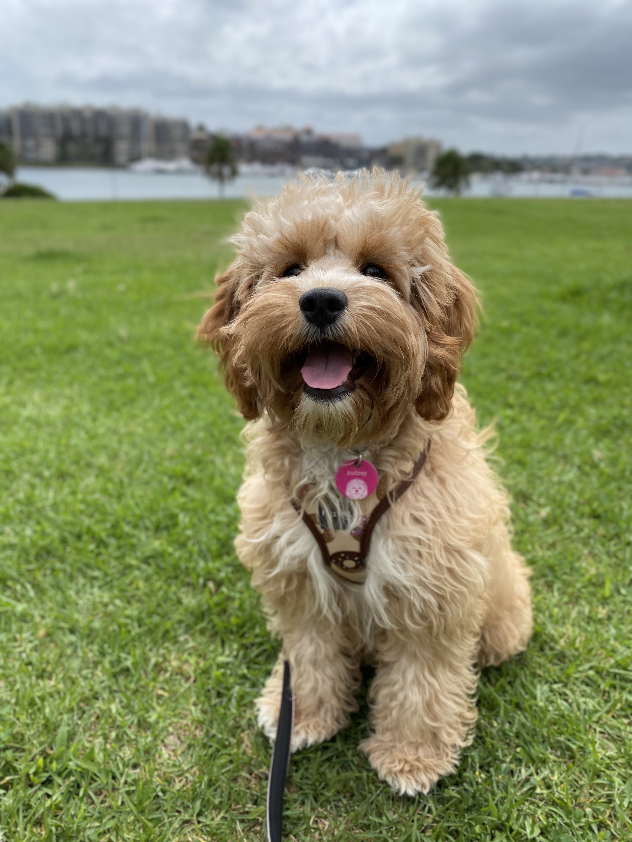 Are Cavapoos Tails Docked