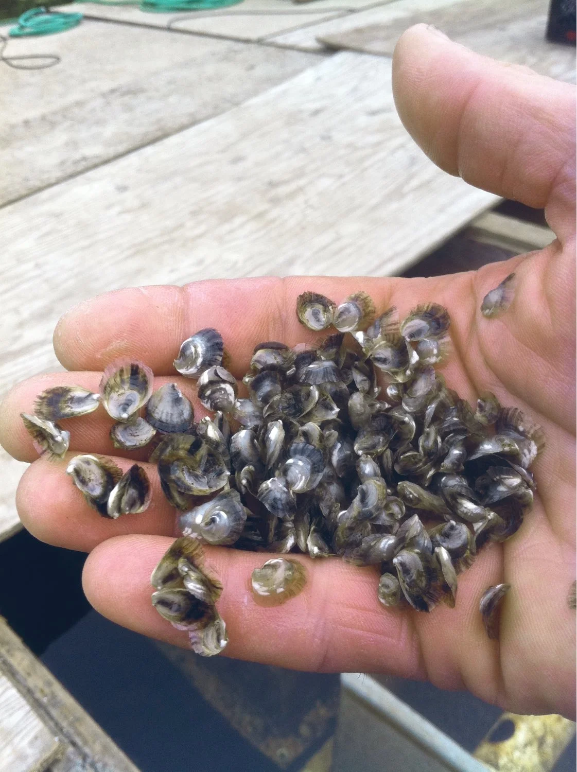 The Nursery — Fishers Island Oyster Farm