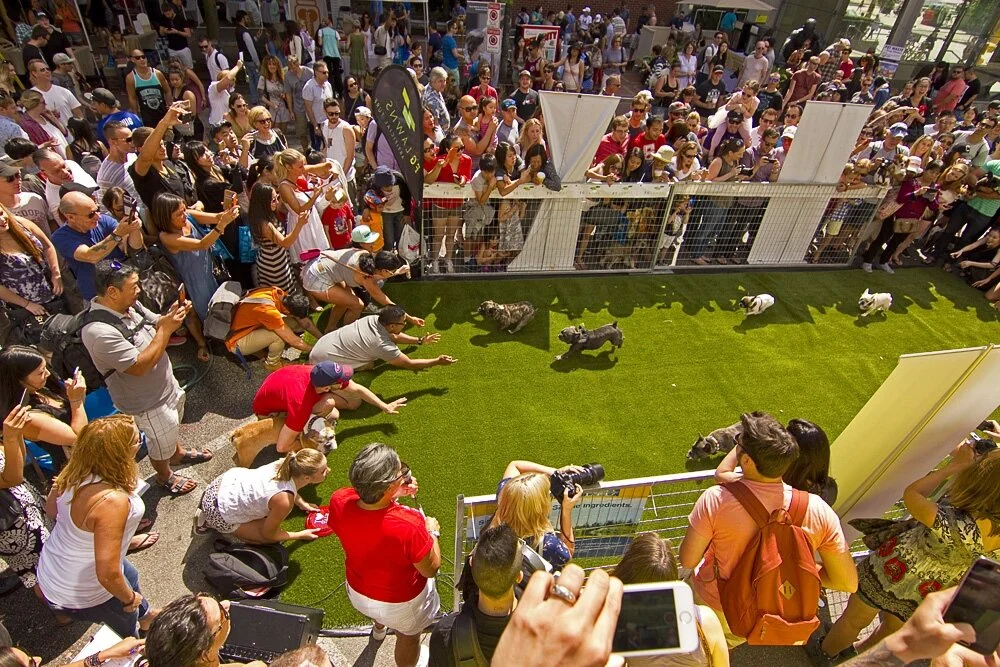 RACES — Pet-A-Palooza - Day Of The Dog