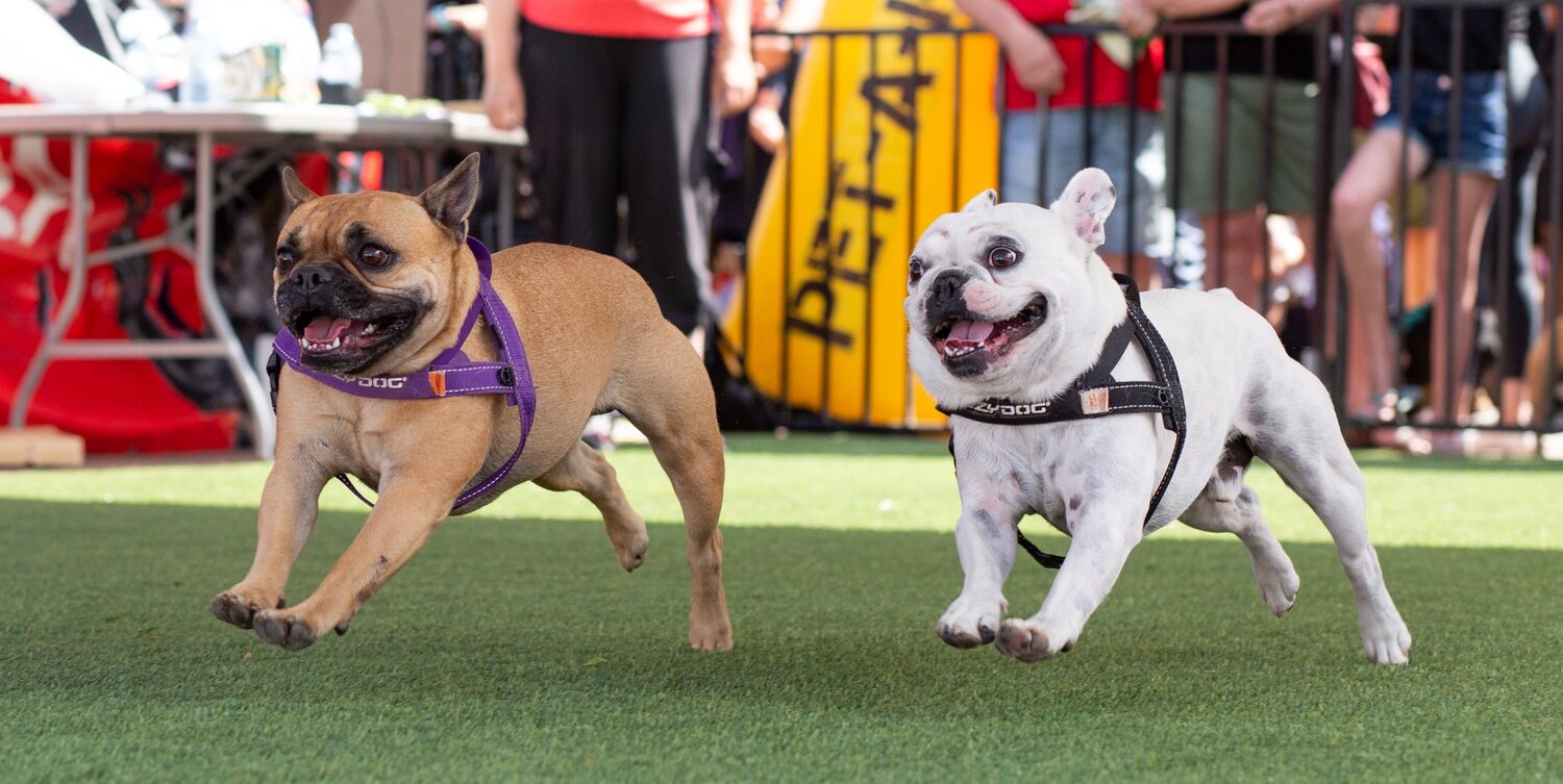 Gallery // — Pet-A-Palooza - Day Of The Dog