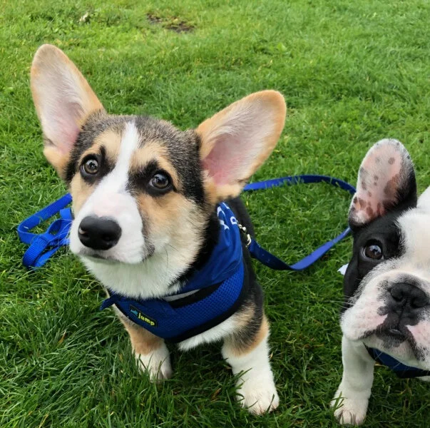 RACES — Pet-A-Palooza - Day Of The Dog
