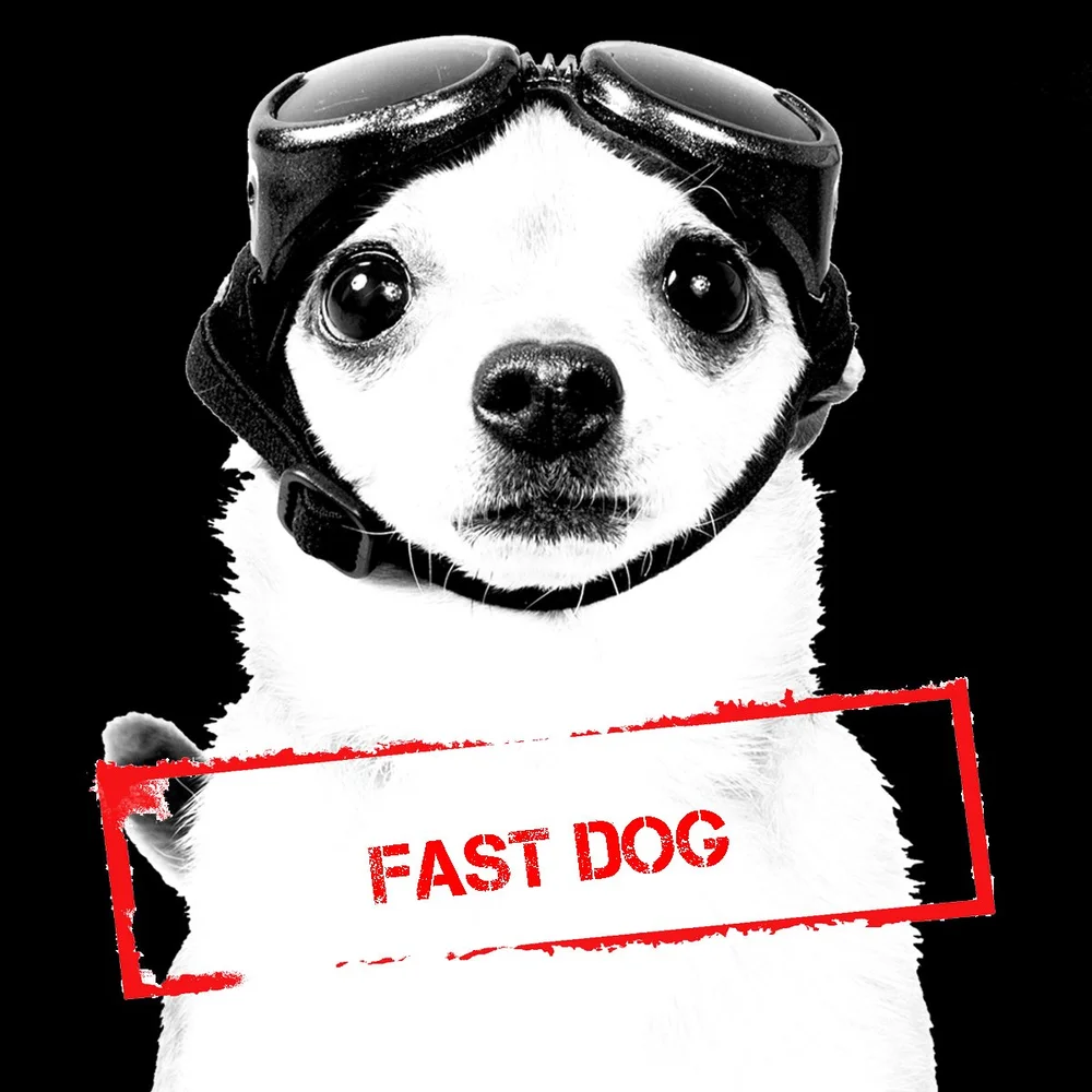 RACES — Pet-A-Palooza - Day Of The Dog