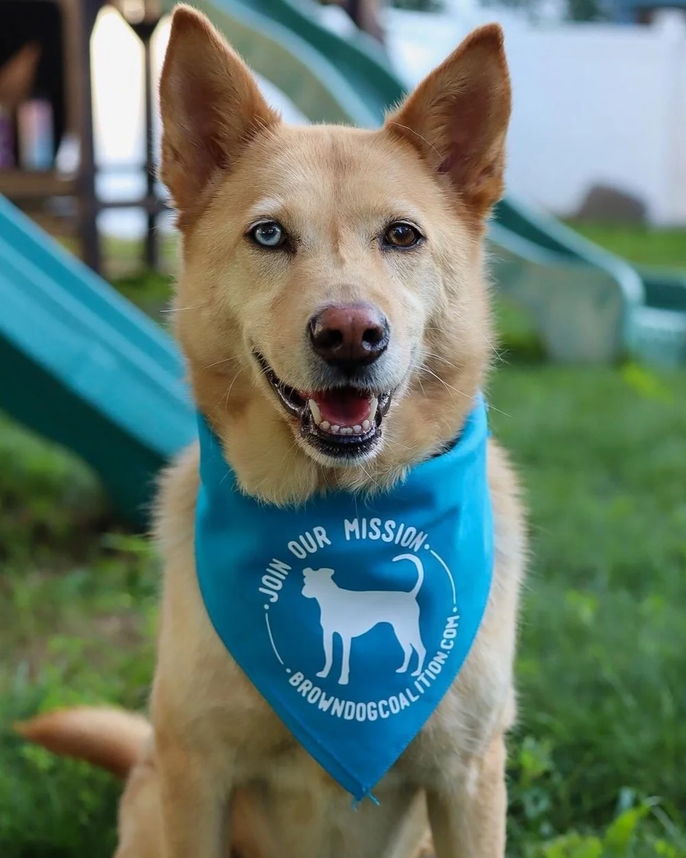 Brown Dog Coalition & Rescue Ltd.