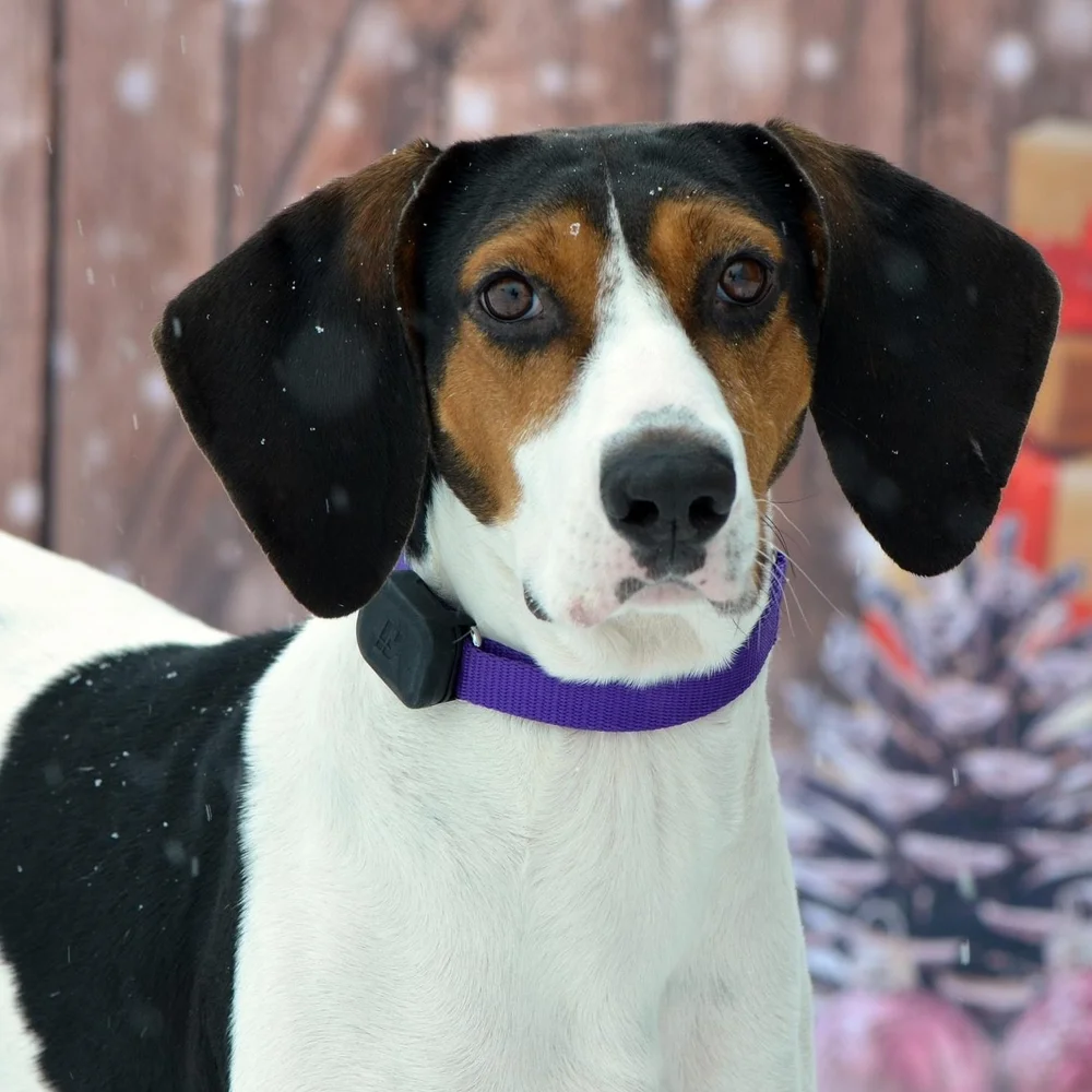 Keep Dogs Safe with GPS Collars: How Fi Helps Rescue Dogs Stay Home for ...