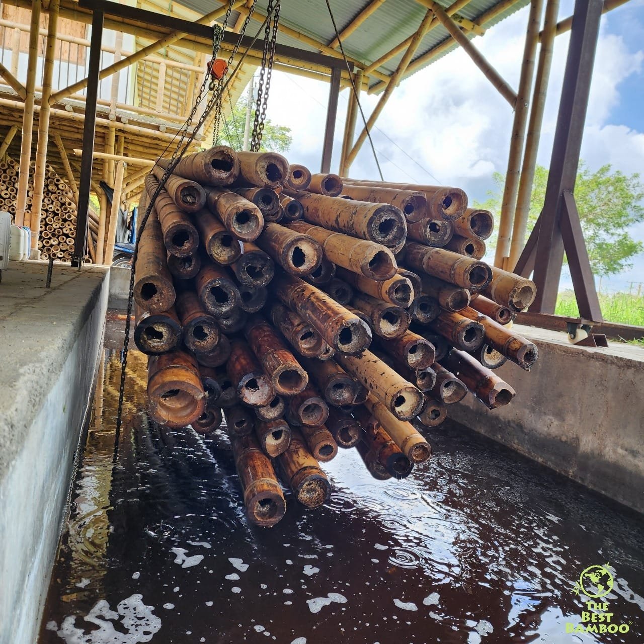 Bamboo Preservation: How to Treat Guadua Bamboo Effectively — The Best ...