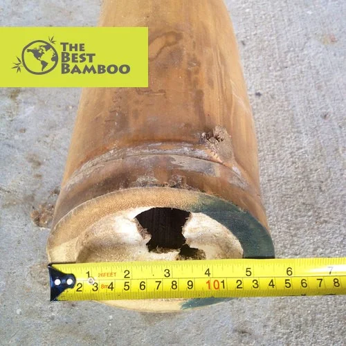 The Best Bamboo — Bamboo Poles for Sale — Eco-Friendly Building ...